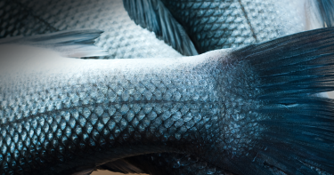 Our Story - Luckyfish