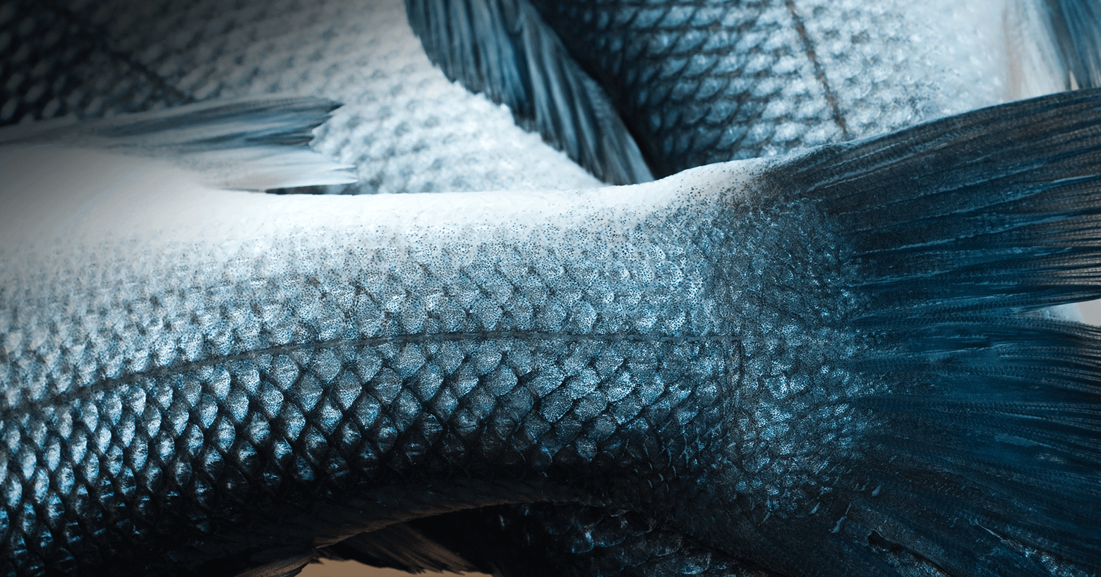 Retail Offerings - Products - Luckyfish